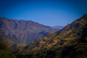 highest deodar tree in india – Yayawar