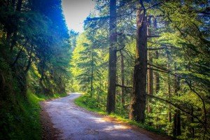 highest deodar tree in india – Yayawar