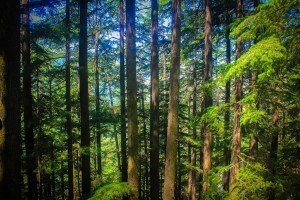 highest deodar tree in india – Yayawar