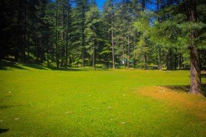 highest deodar tree in india – Yayawar